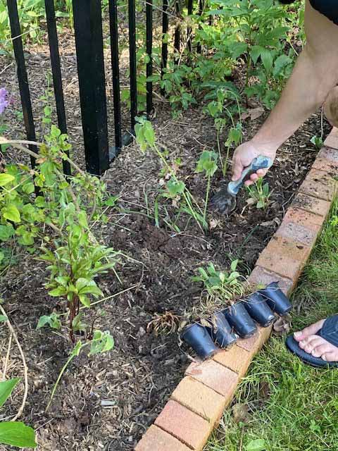STAR Neighborhoods Planted 400 Native Plugs - Sustainable Princeton