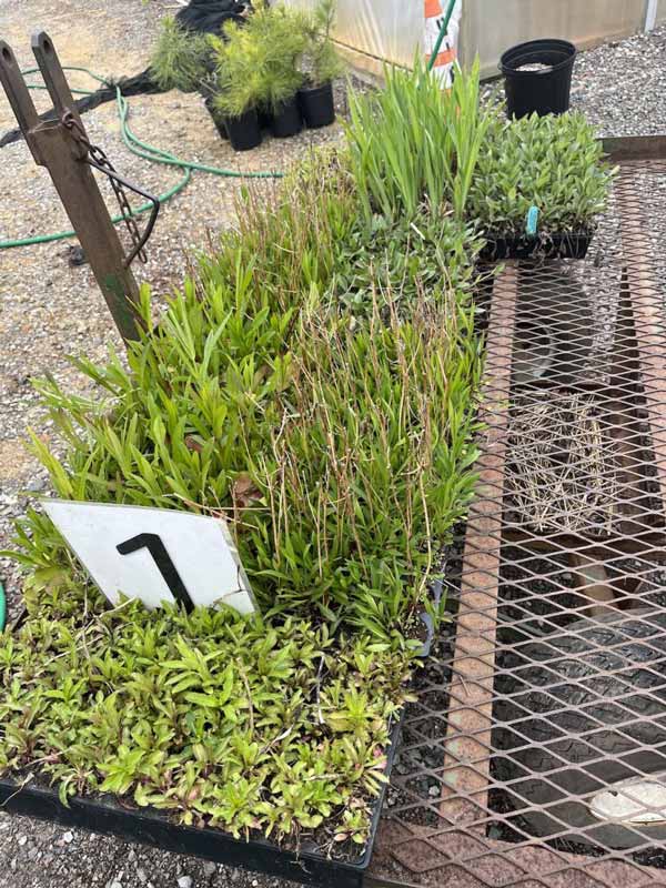 STAR Neighborhoods Planted 400 Native Plugs - Sustainable Princeton