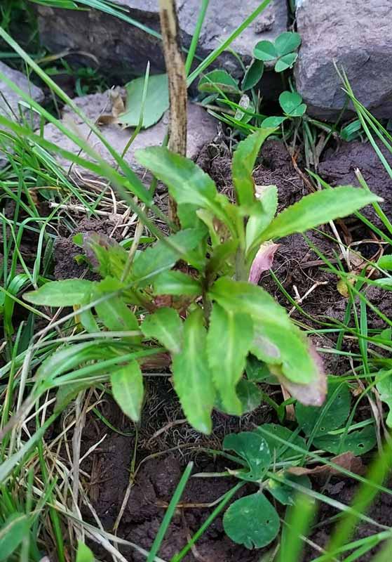 STAR Neighborhoods Planted 400 Native Plugs - Sustainable Princeton