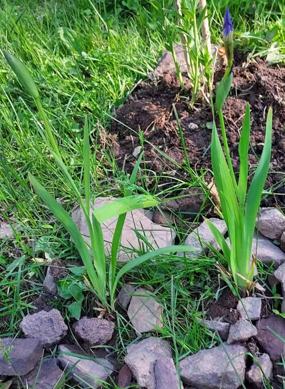 STAR Neighborhoods Planted 400 Native Plugs - Sustainable Princeton