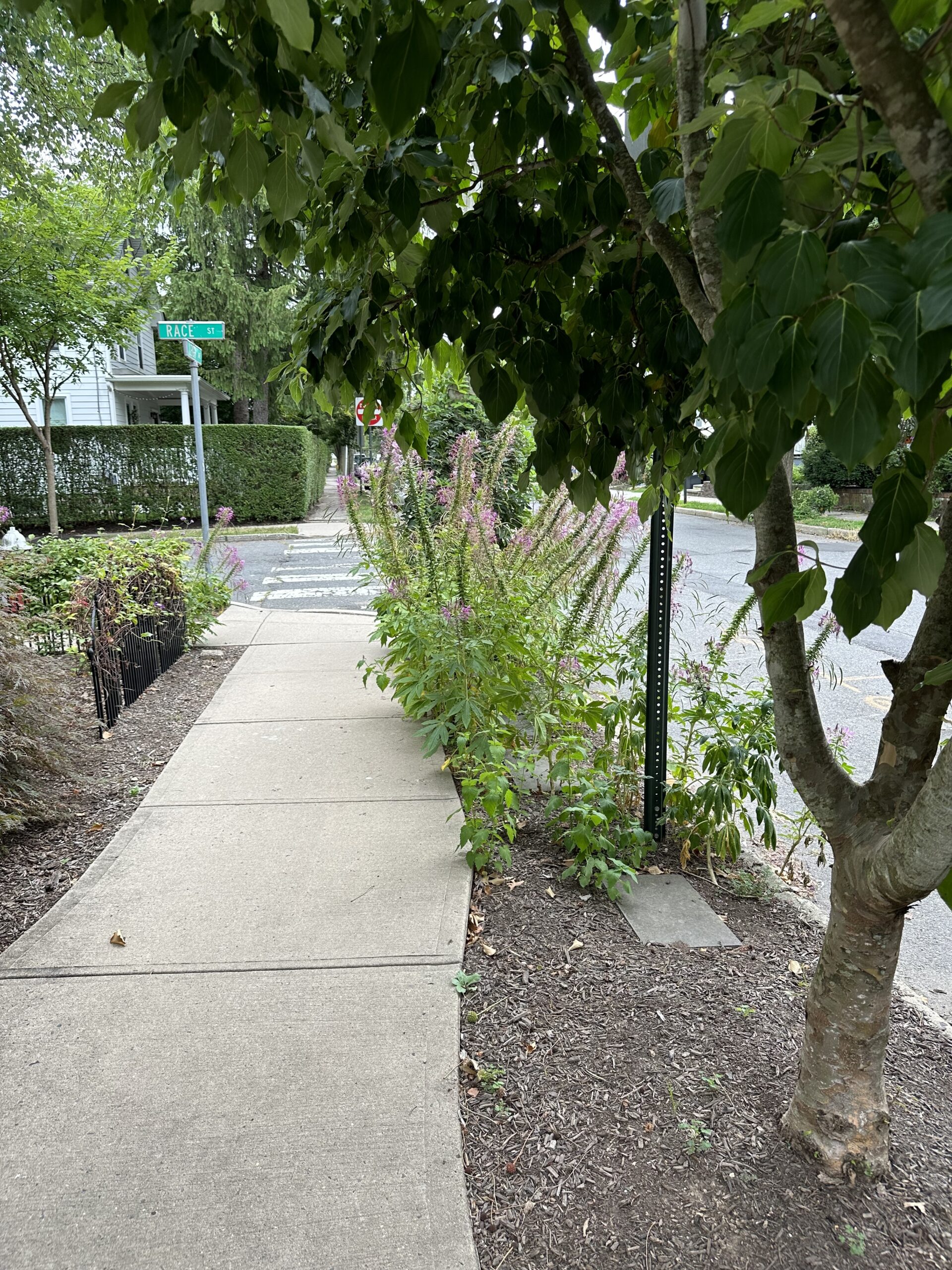 Princeton Neighbors Create a Native Plant Corridor - Sustainable Princeton