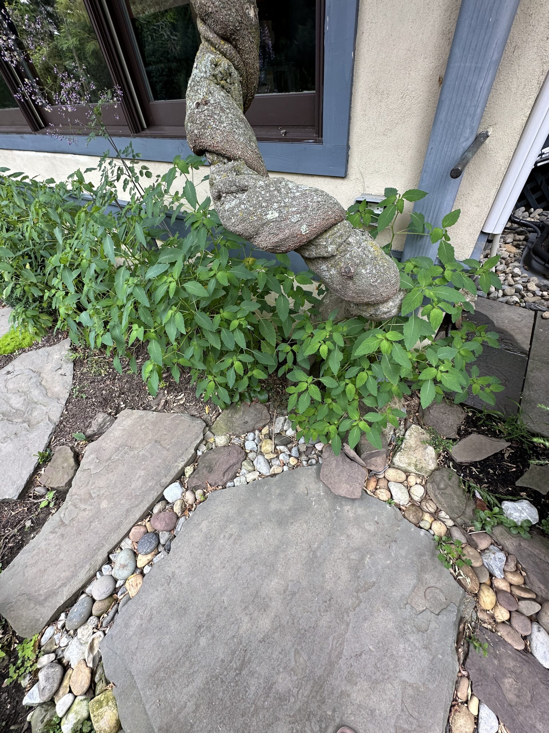Princeton Neighbors Create a Native Plant Corridor - Sustainable Princeton