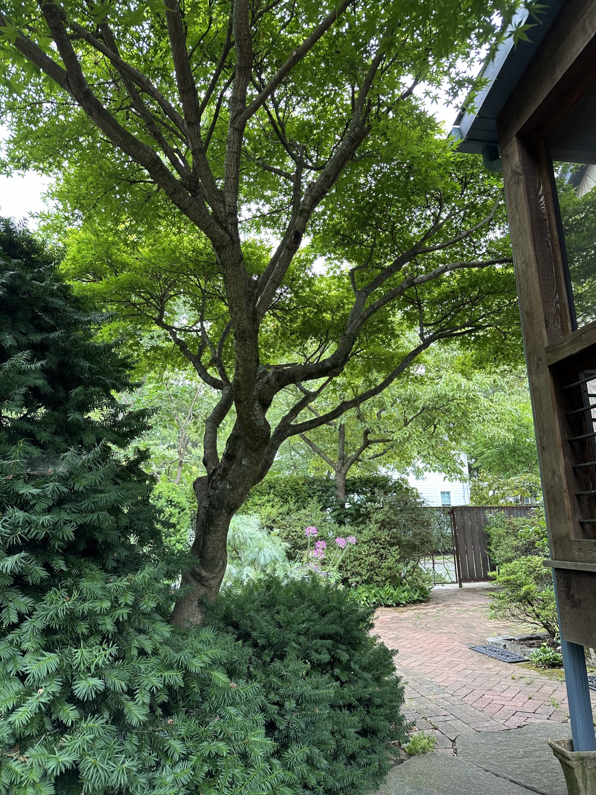 Princeton Neighbors Create a Native Plant Corridor - Sustainable Princeton