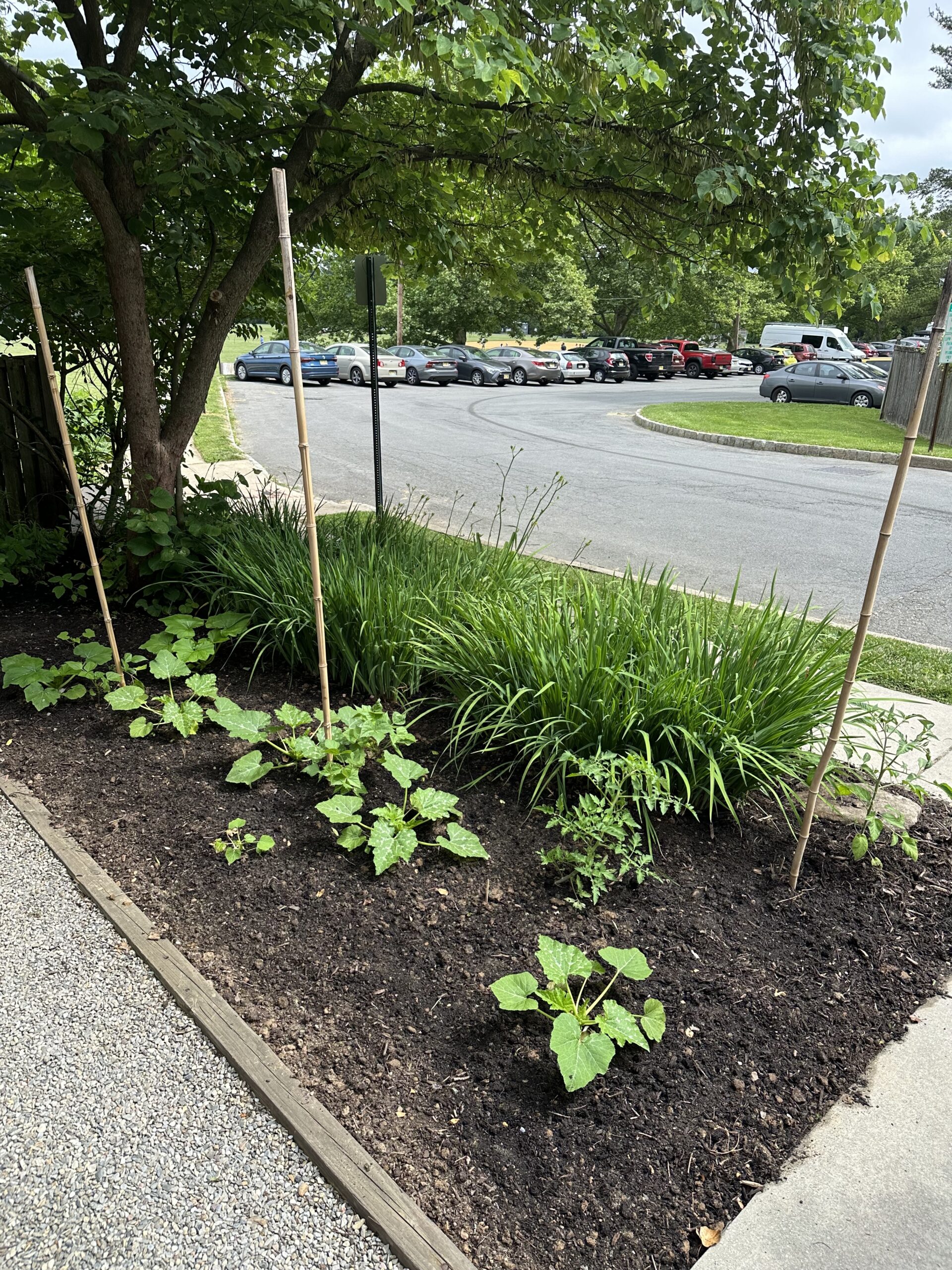 Princeton Neighbors Create a Native Plant Corridor - Sustainable Princeton