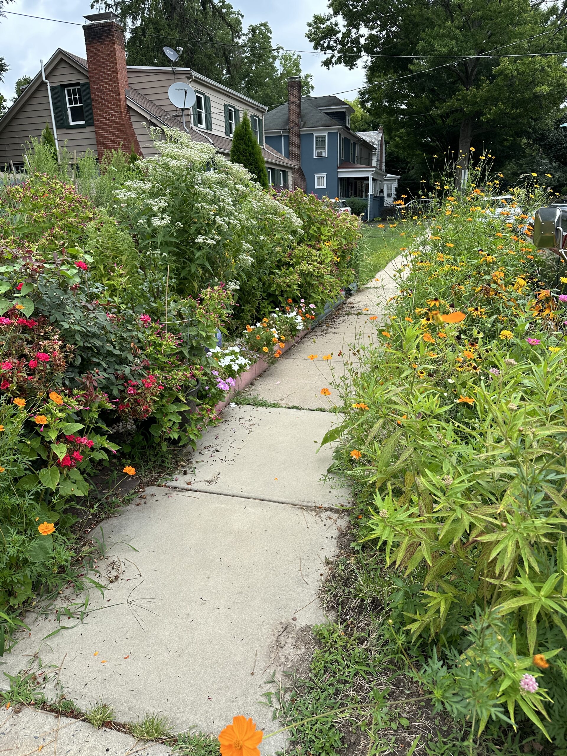 Princeton Neighbors Create a Native Plant Corridor - Sustainable Princeton