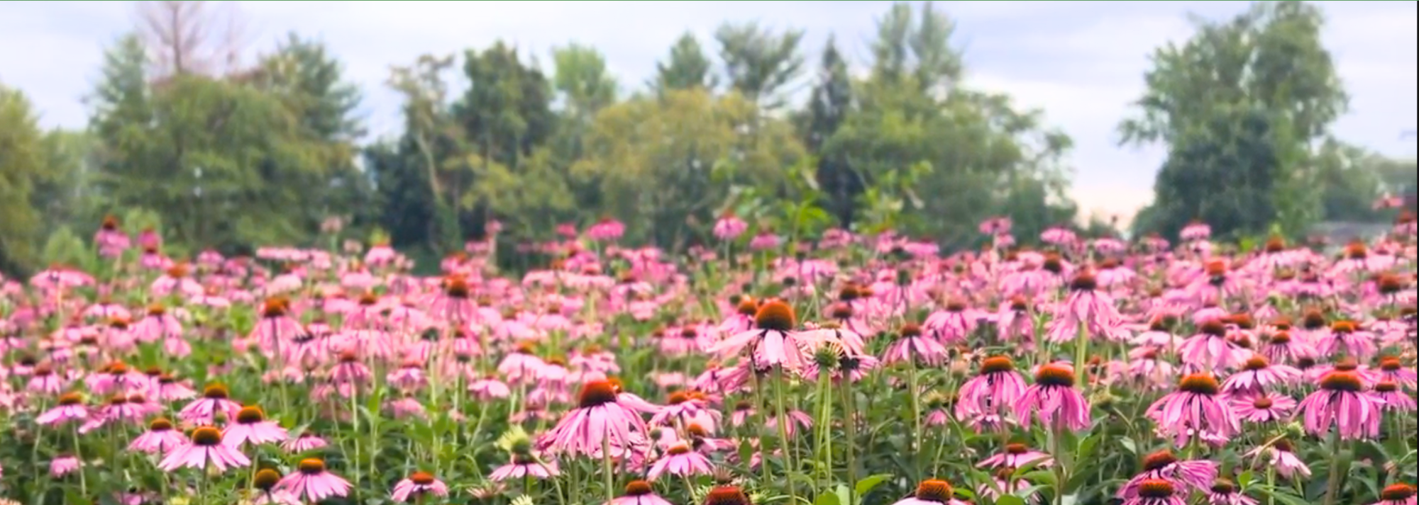 Introduce Native Plants - Sustainable Princeton